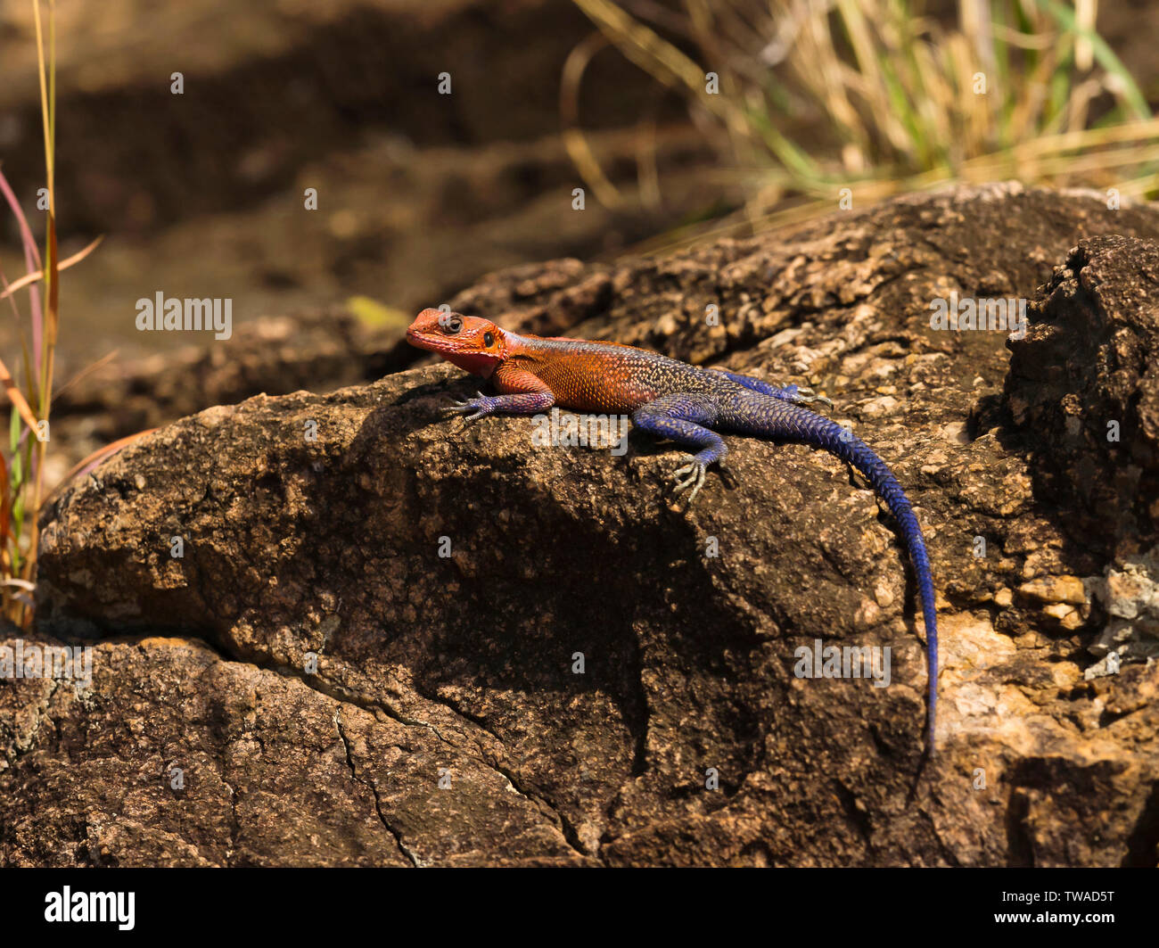 Namibian agama hi-res stock photography and images - Alamy