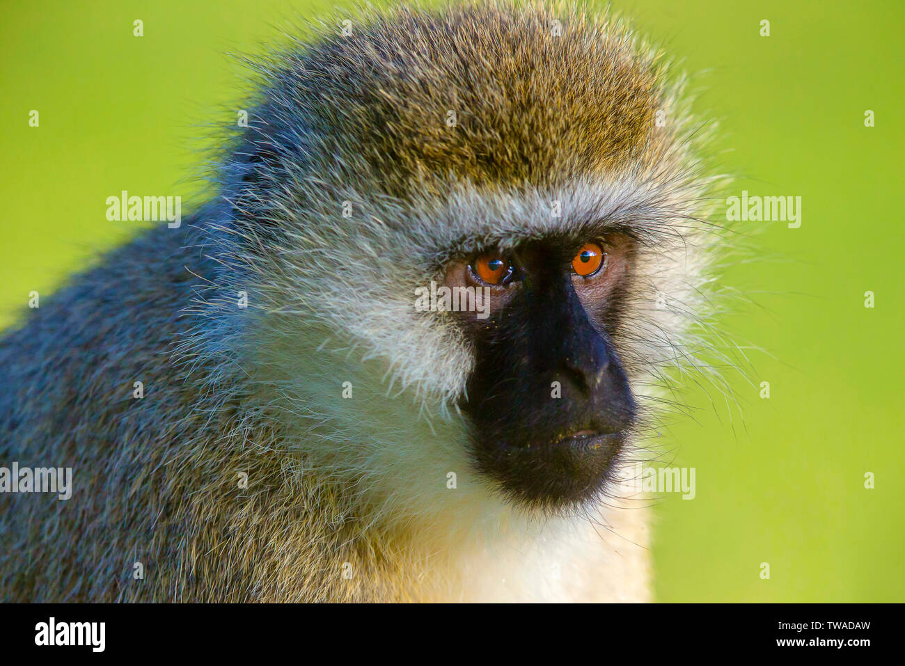 Vervet monkey, Chlorocebus pygerythrus, Lake Naivasha, Africa Stock ...