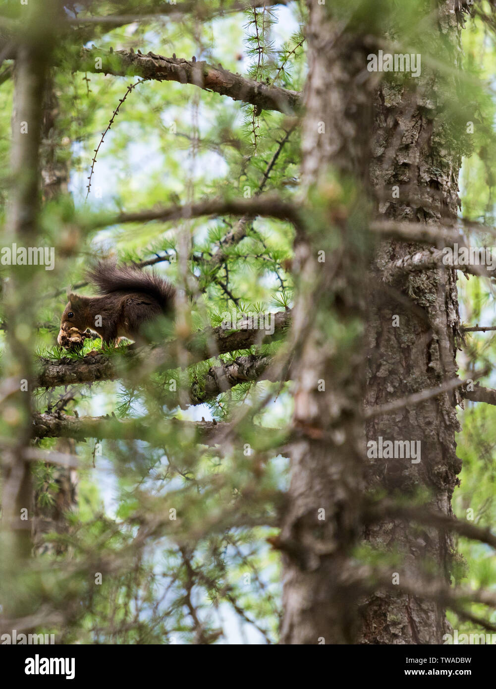 Brown squiller in the forest on a branch, wild animal Stock Photo - Alamy