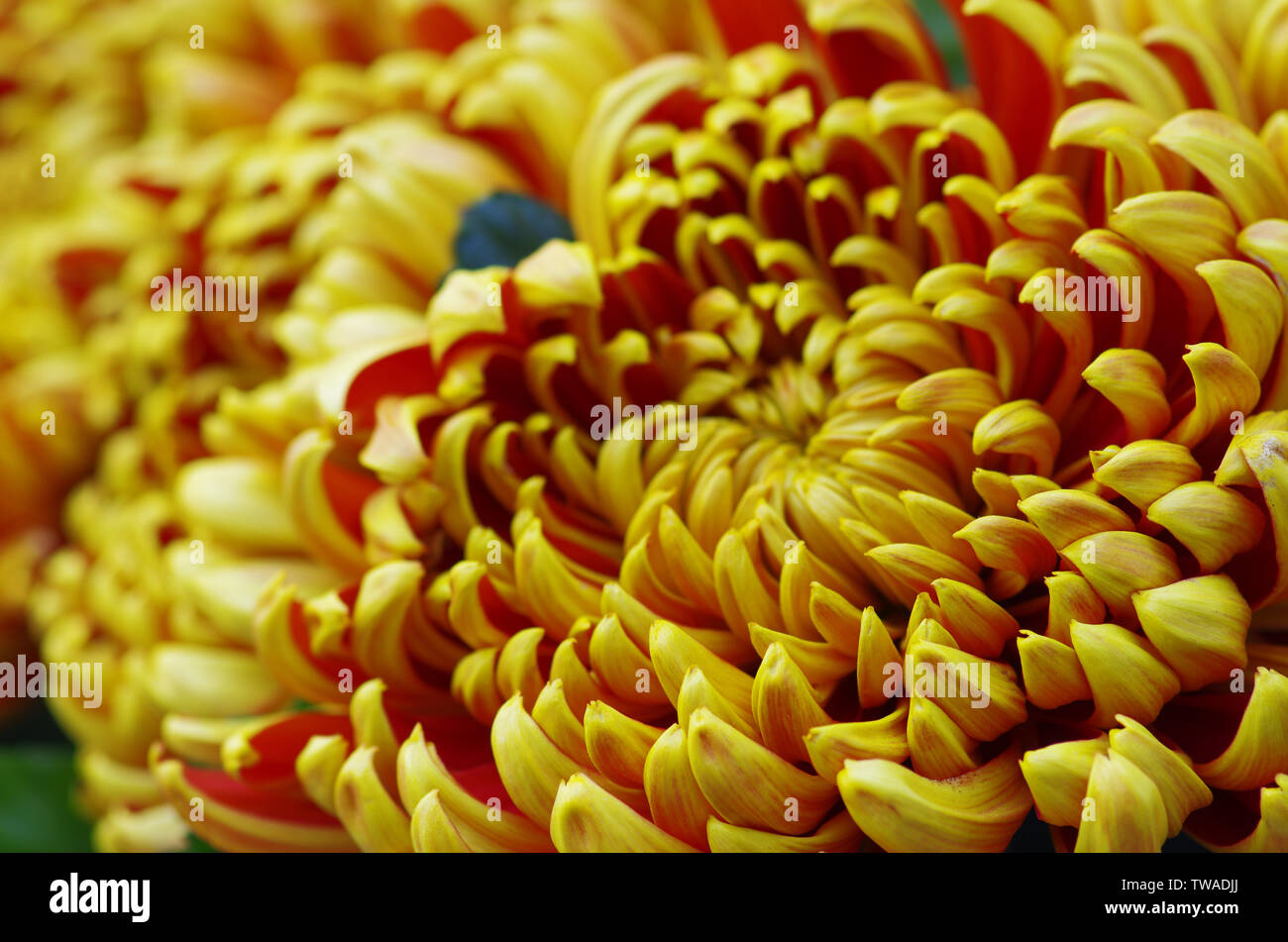 Chrysanthemum blooming china hi-res stock photography and images - Alamy