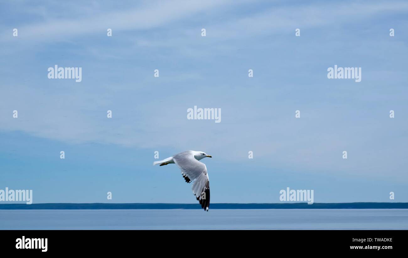 Birds flying seagulls with wild animals with nature and wings hi-res ...