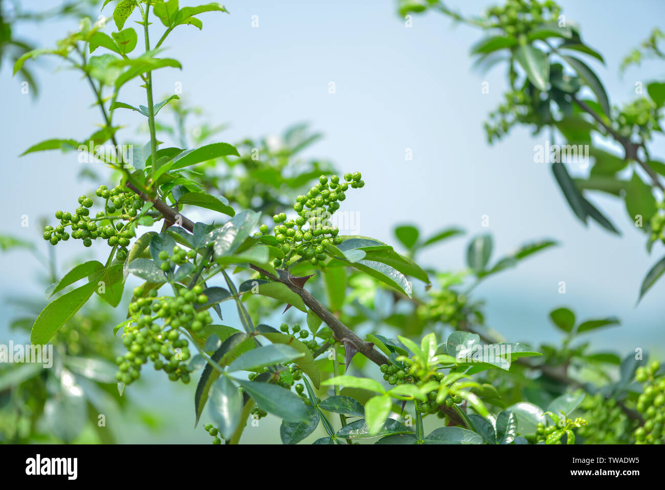 Pepper rattan pepper branch close-up HD large picture Stock Photo - Alamy