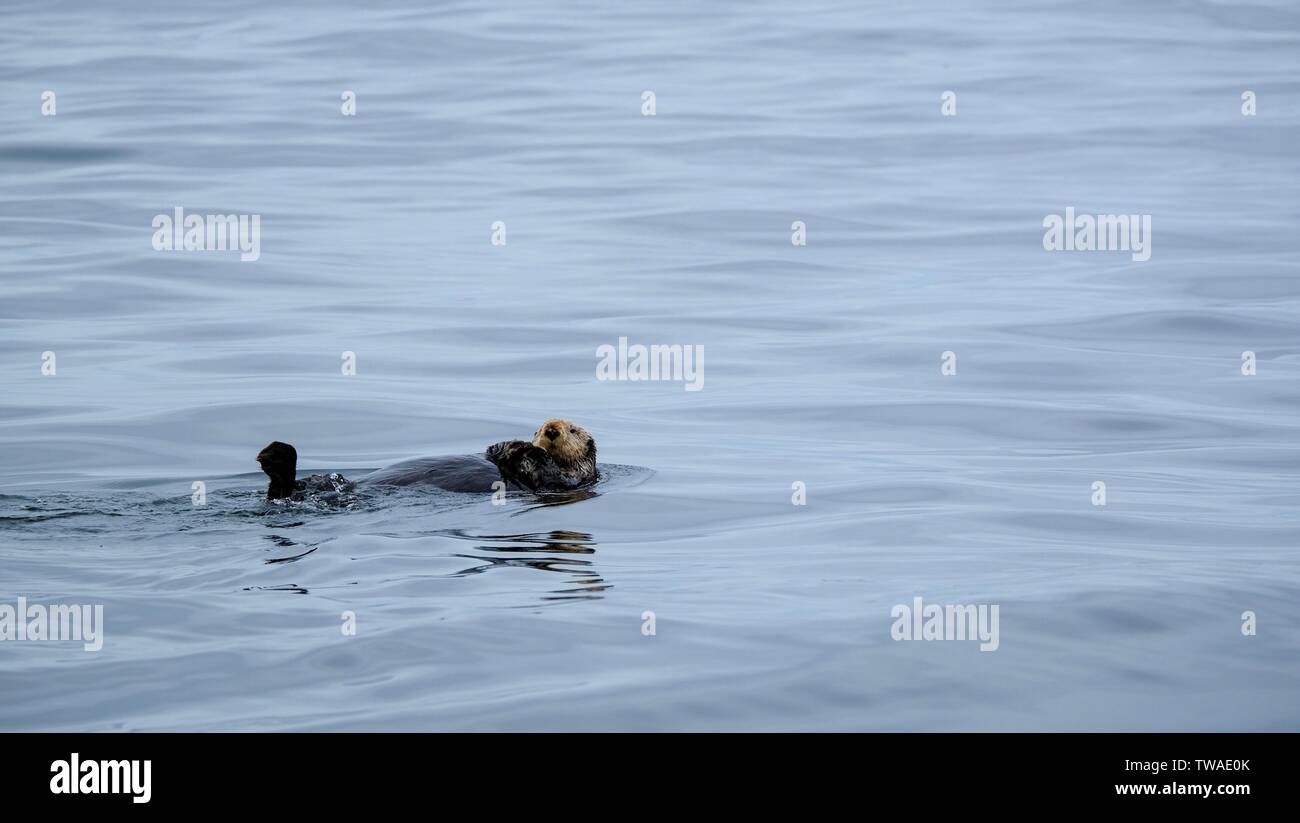 otter floating and chilling on the water Stock Photo - Alamy