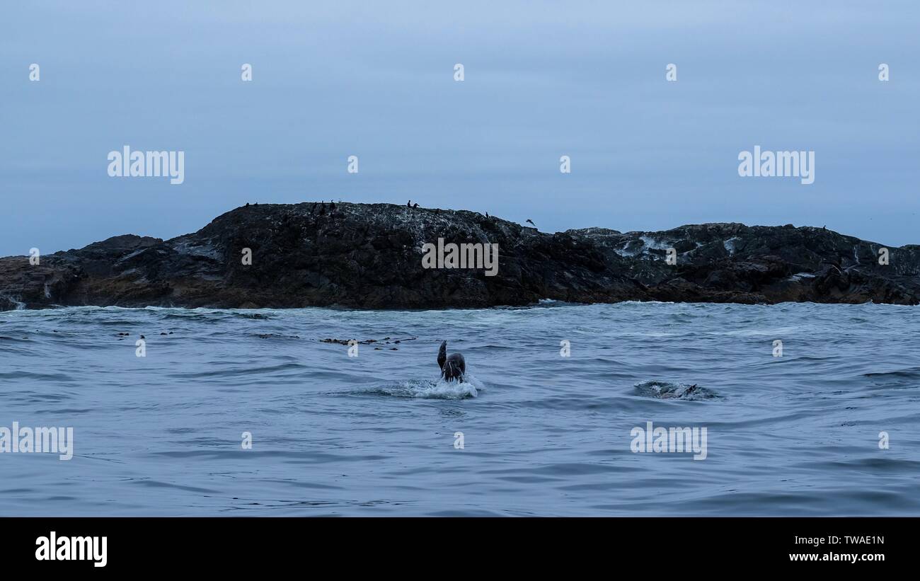 sea lion hunting in the sea Stock Photo - Alamy