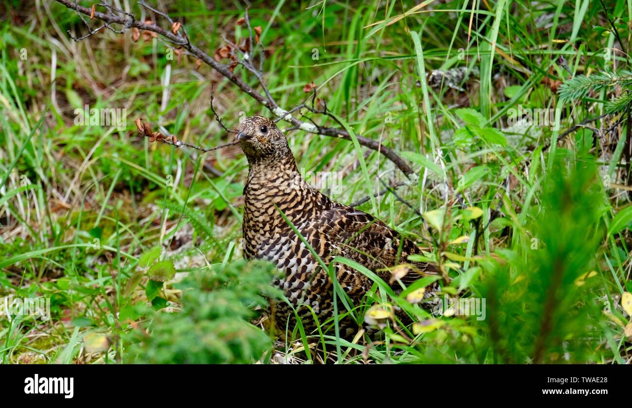 Green partridge hi-res stock photography and images - Alamy