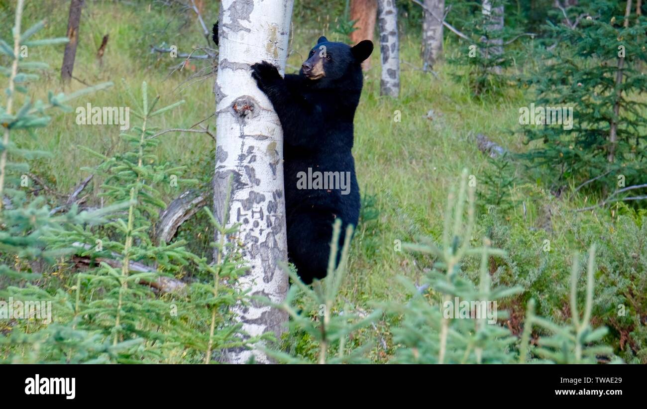 Black bear pine tree hi-res stock photography and images - Alamy