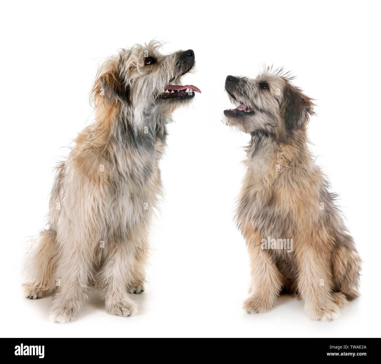 Pyrenean Shepherds in front of white background Stock Photo - Alamy