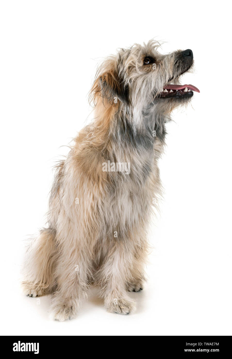 Pyrenean Shepherd in front of white background Stock Photo - Alamy