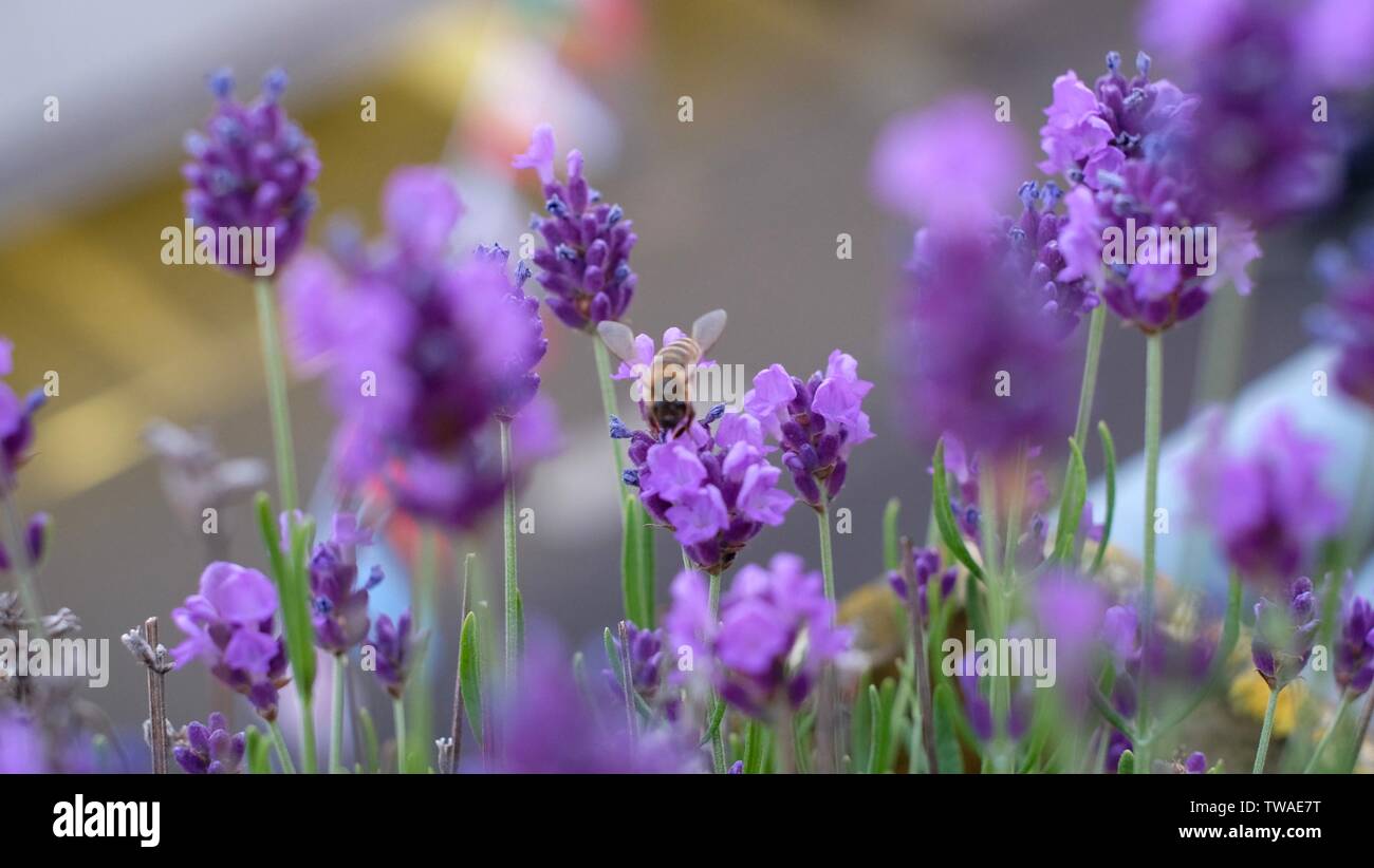 Beautiful lavender flowers flying bees hi-res stock photography and ...