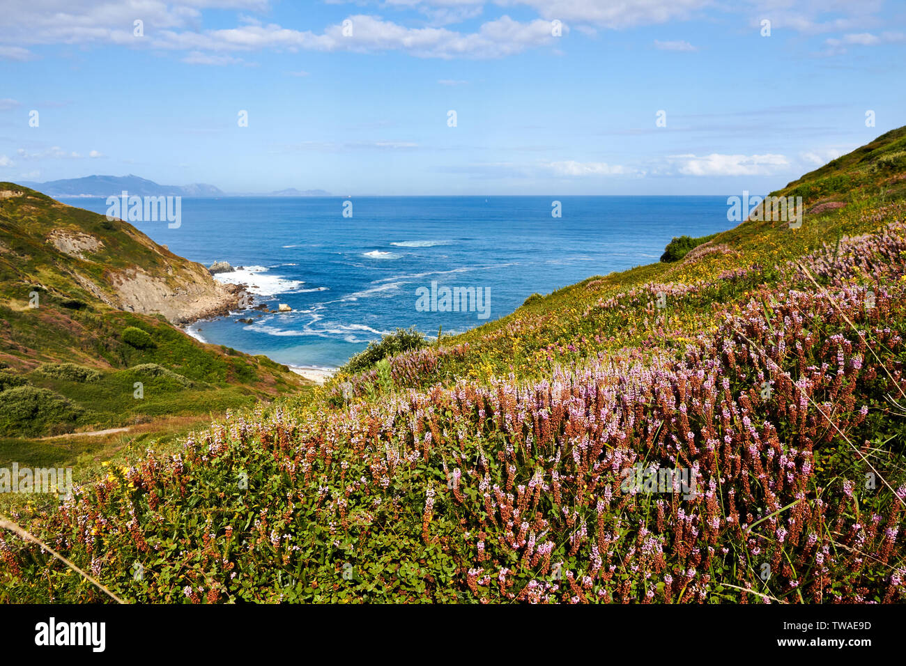 natural spring flowers in front of the sea Stock Photo - Alamy