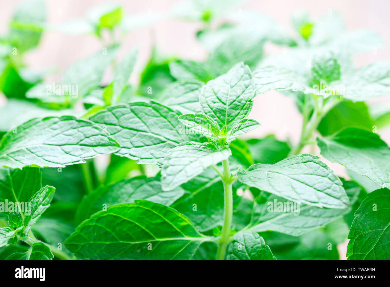 Naturally organic mint leaves Stock Photo - Alamy
