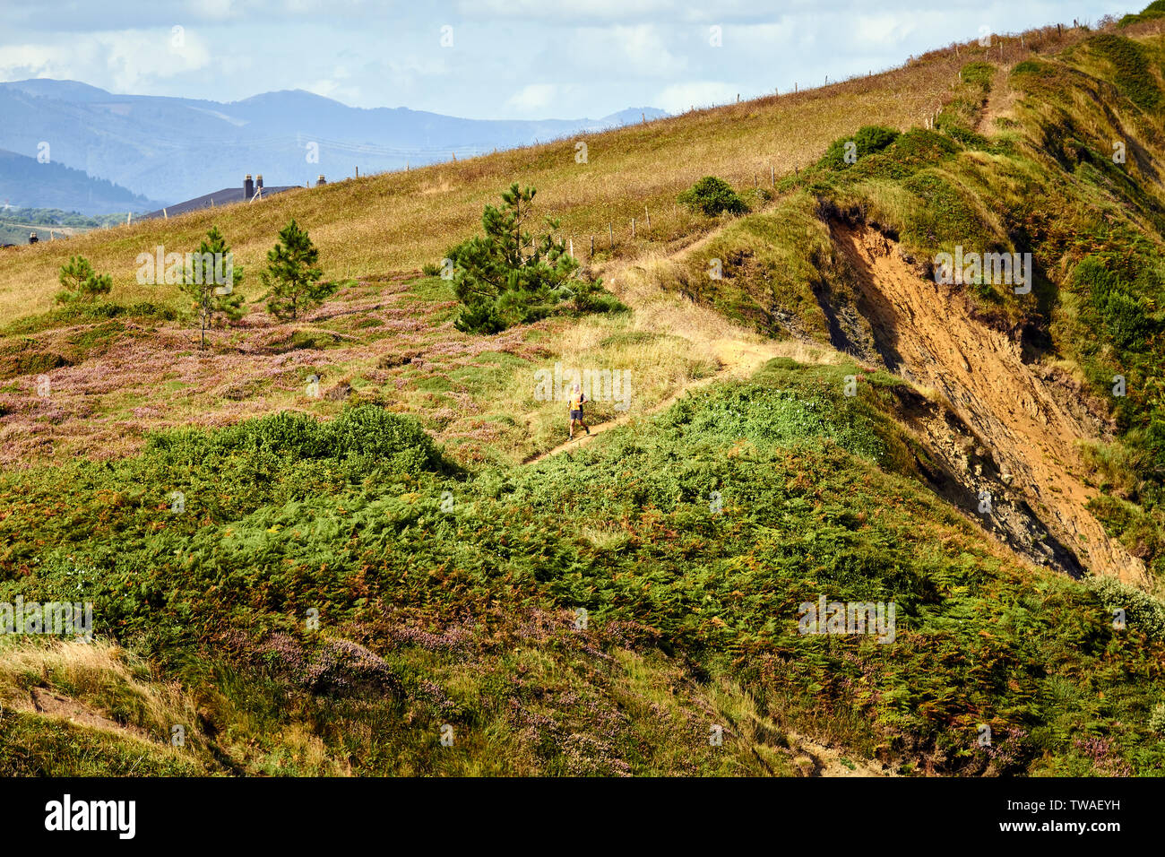 Man run trail forest hi-res stock photography and images - Alamy