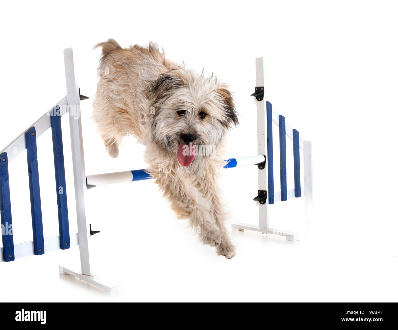 Pyrenean Shepherd in front of white background Stock Photo - Alamy