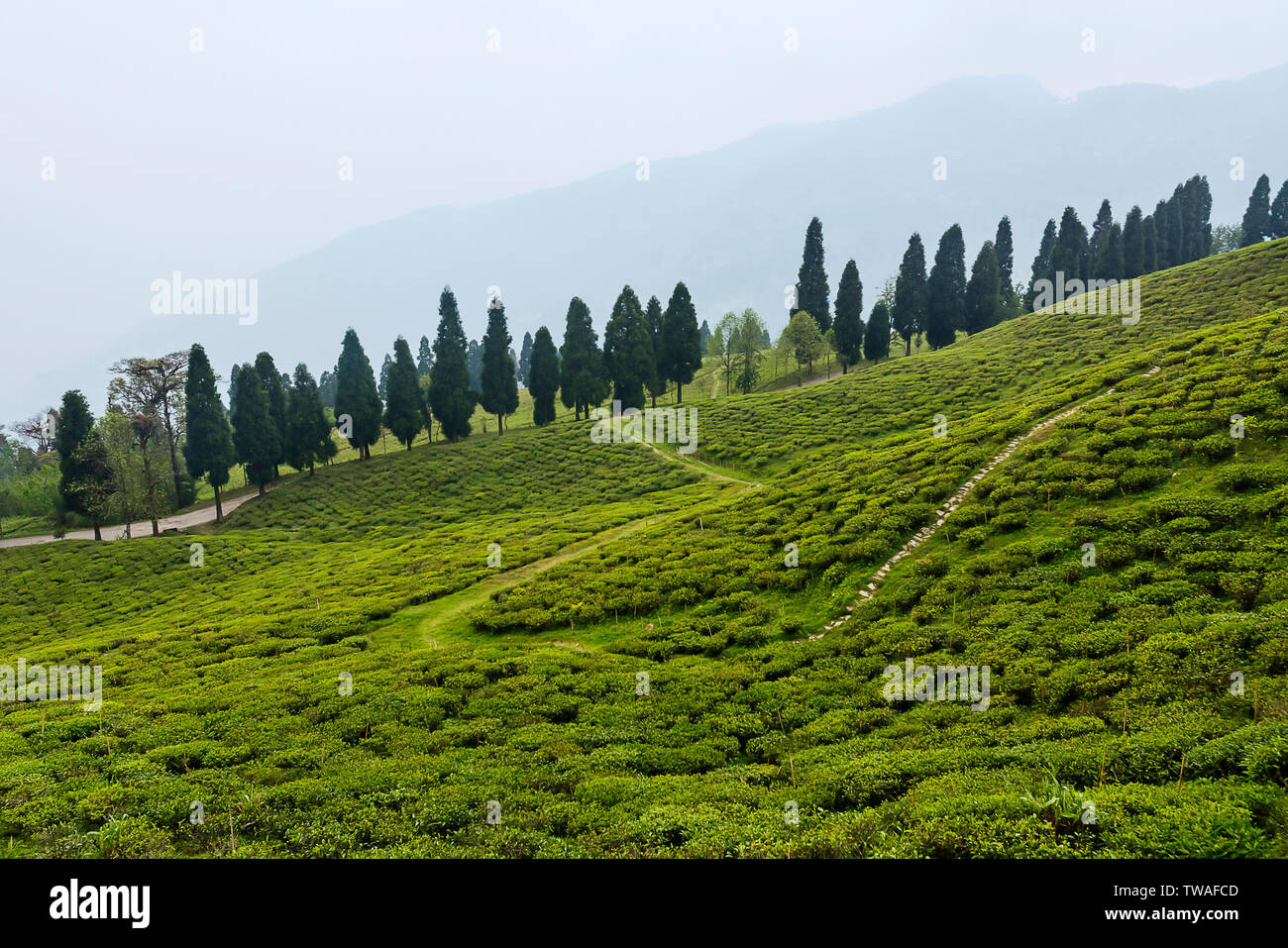 Sikkim agriculture hi-res stock photography and images - Alamy