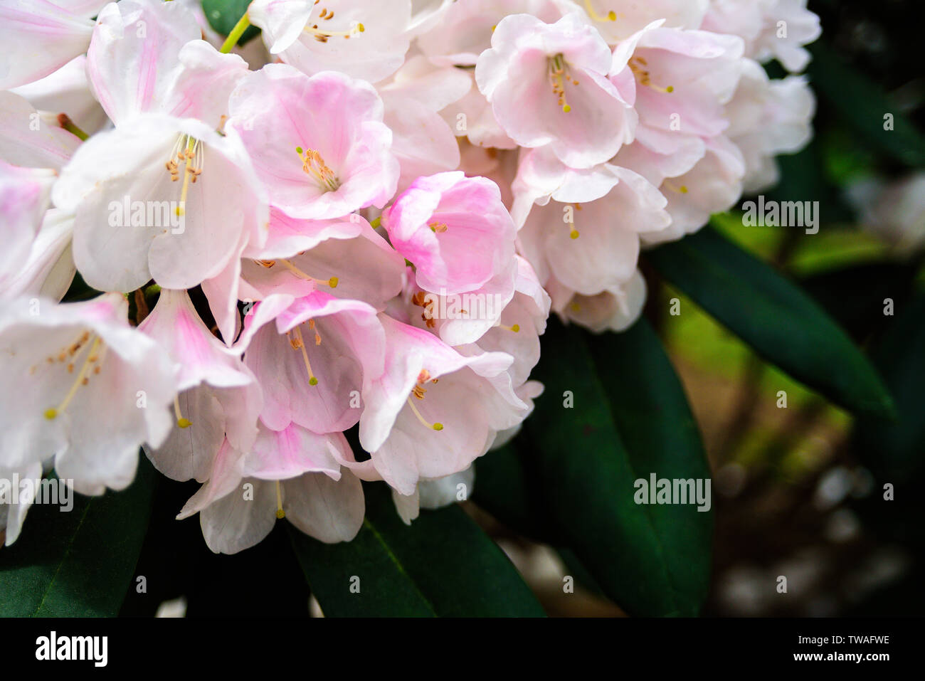 Pink and white rhododendron growing flowers in garden Stock Photo - Alamy