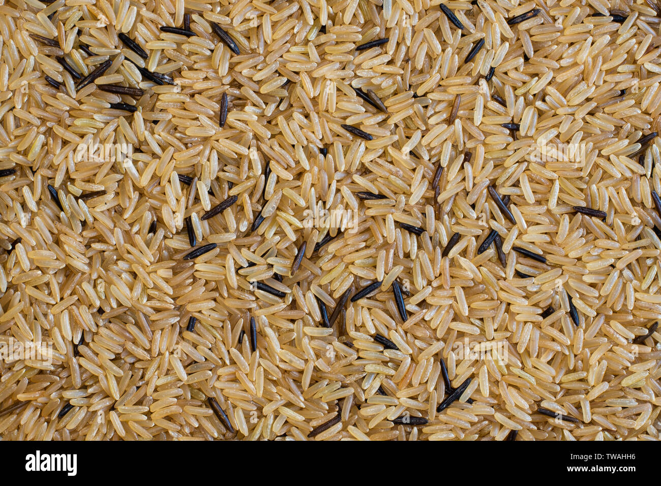 Wild rice harvest hi-res stock photography and images - Alamy