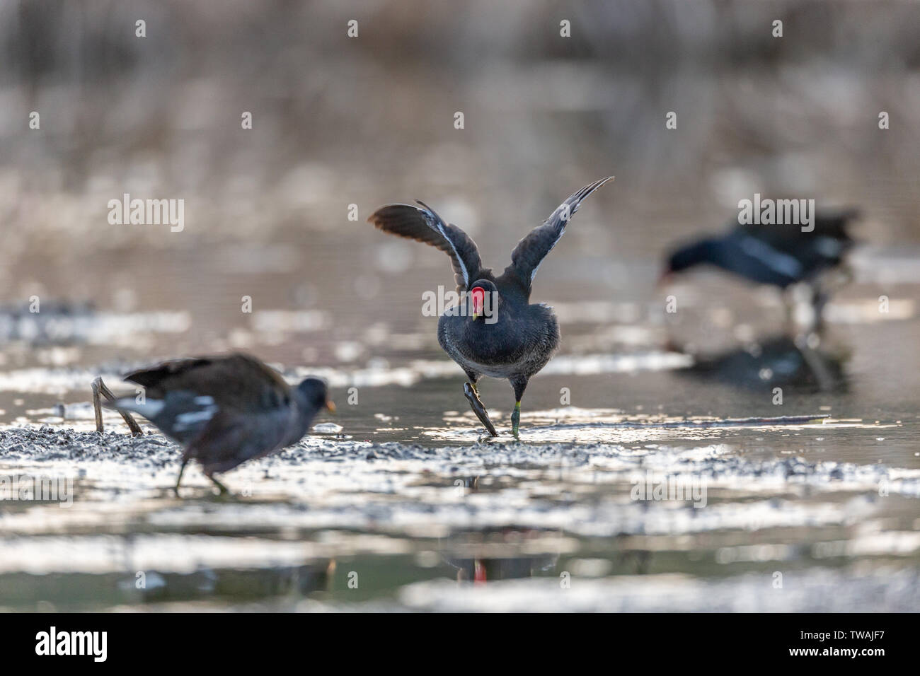 Black water chickens play in the pond for food Stock Photo - Alamy