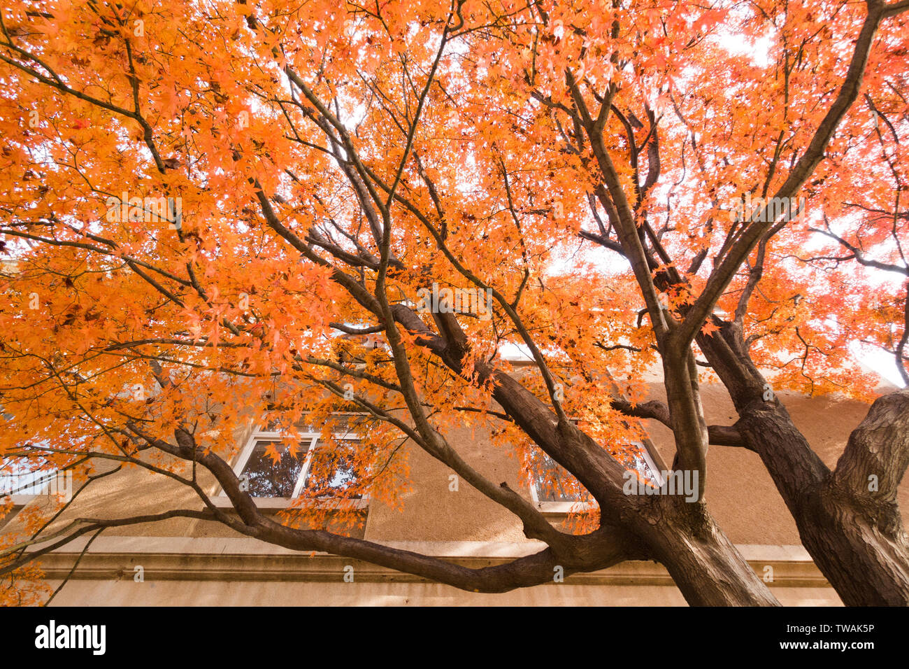 Autumn red maple Stock Photo - Alamy