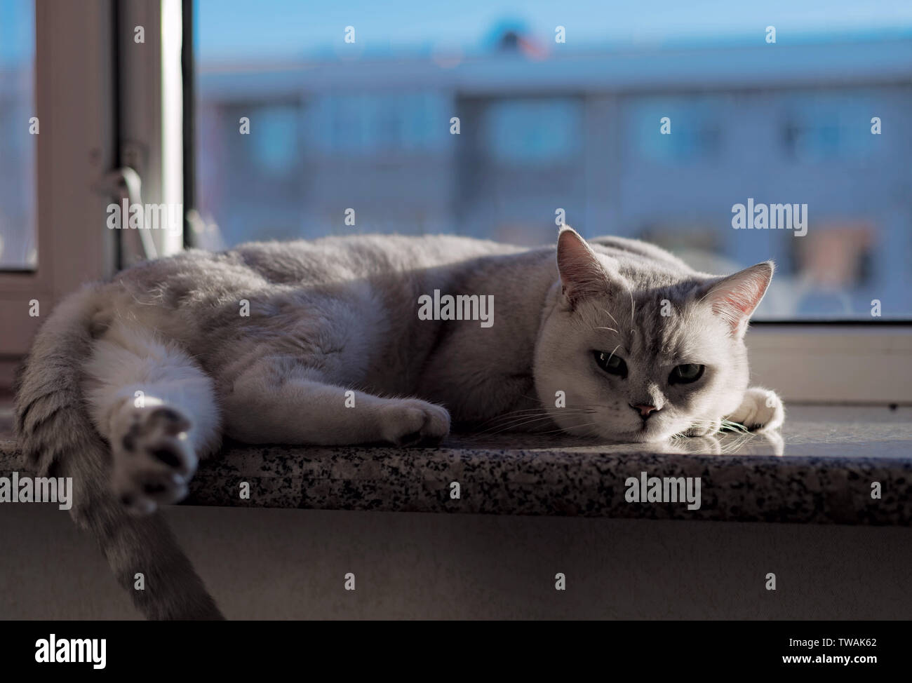 Cat short silver gradient Stock Photo - Alamy
