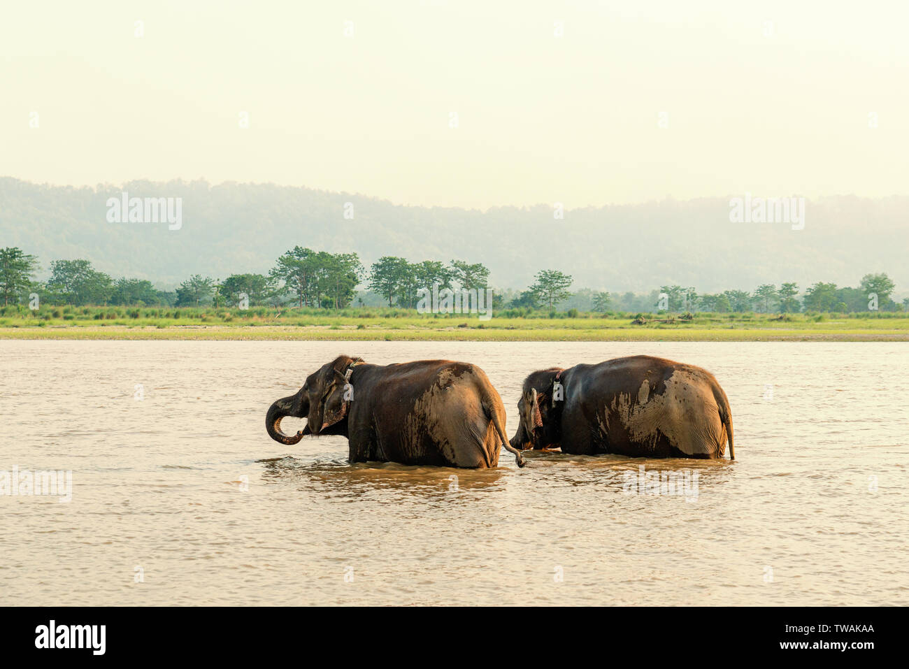Asian elephants sunset hi-res stock photography and images - Alamy