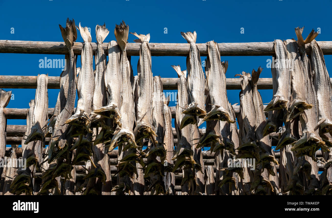 Drying fish in the traditional manner on open air racking, Lofoten ...