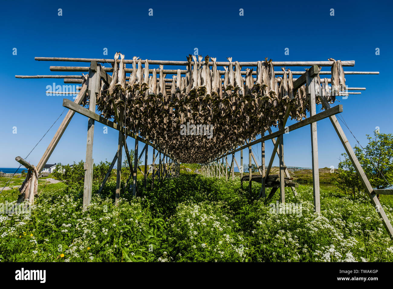 Drying fish in the traditional manner on open air racking, Lofoten ...