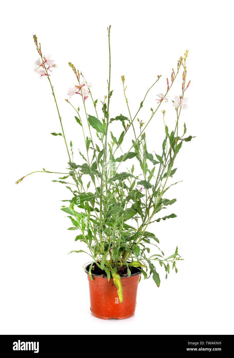 Gaura plant in front of white background Stock Photo - Alamy