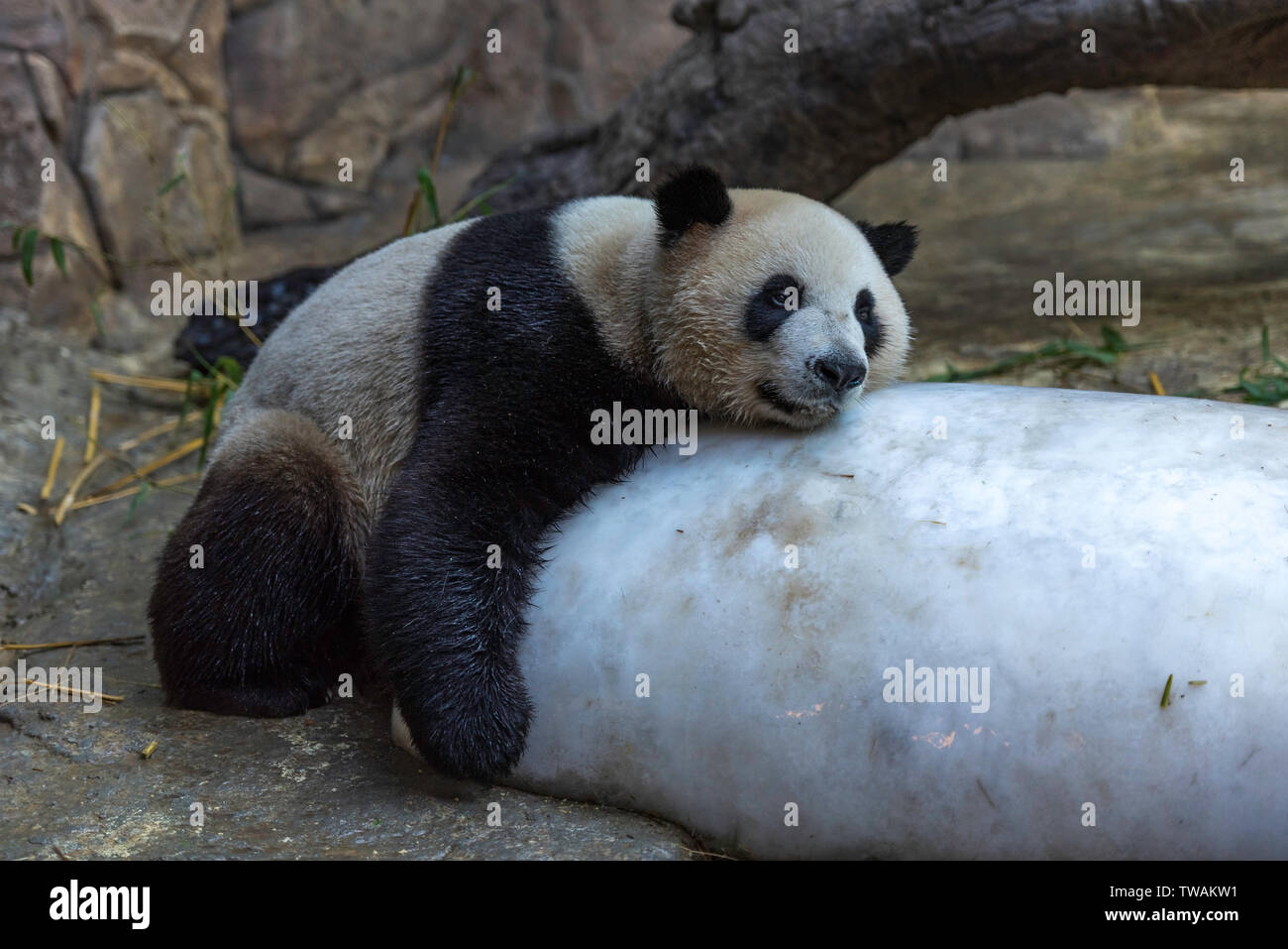 Zoo panda water hi-res stock photography and images - Alamy
