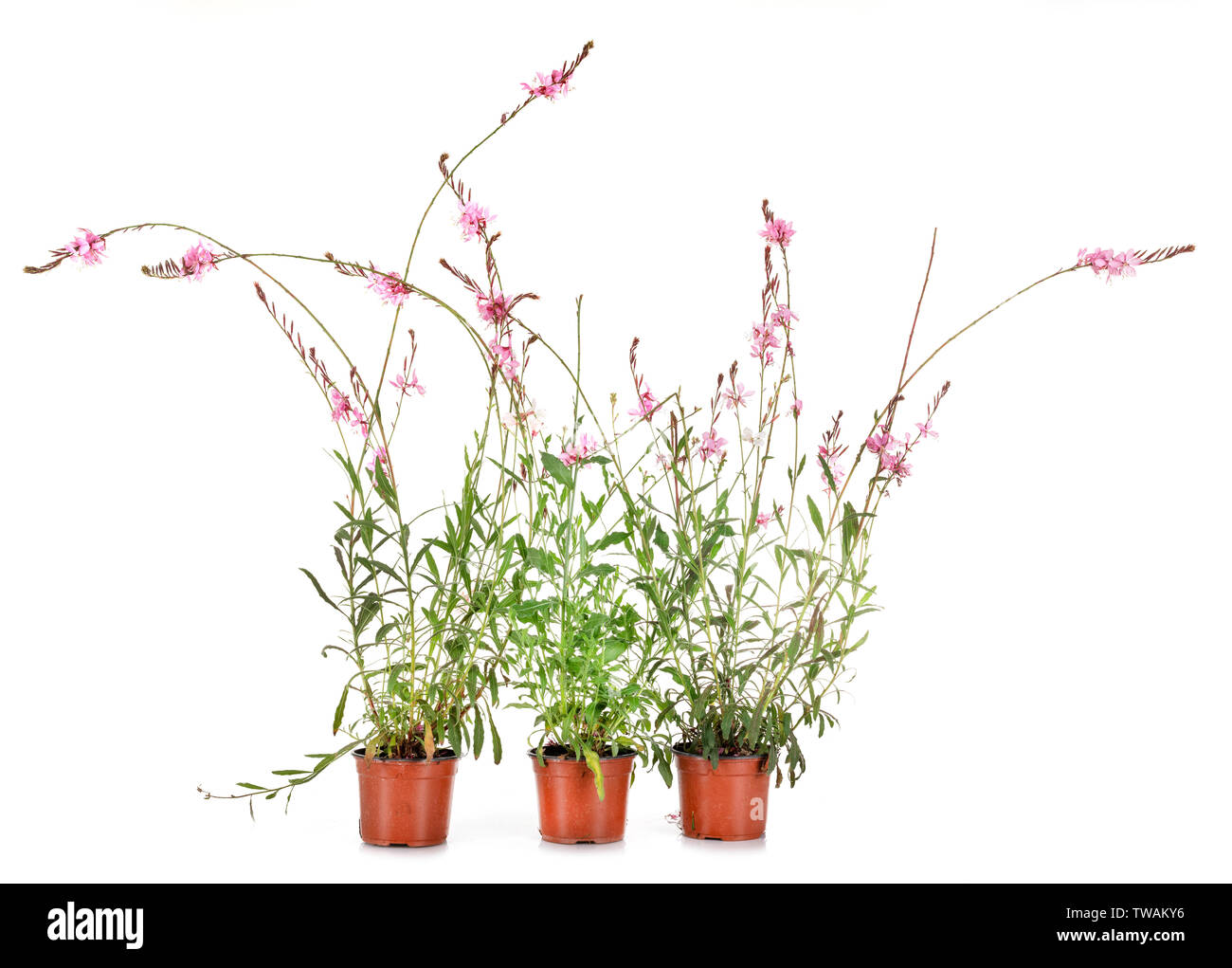 Gaura plant in front of white background Stock Photo - Alamy