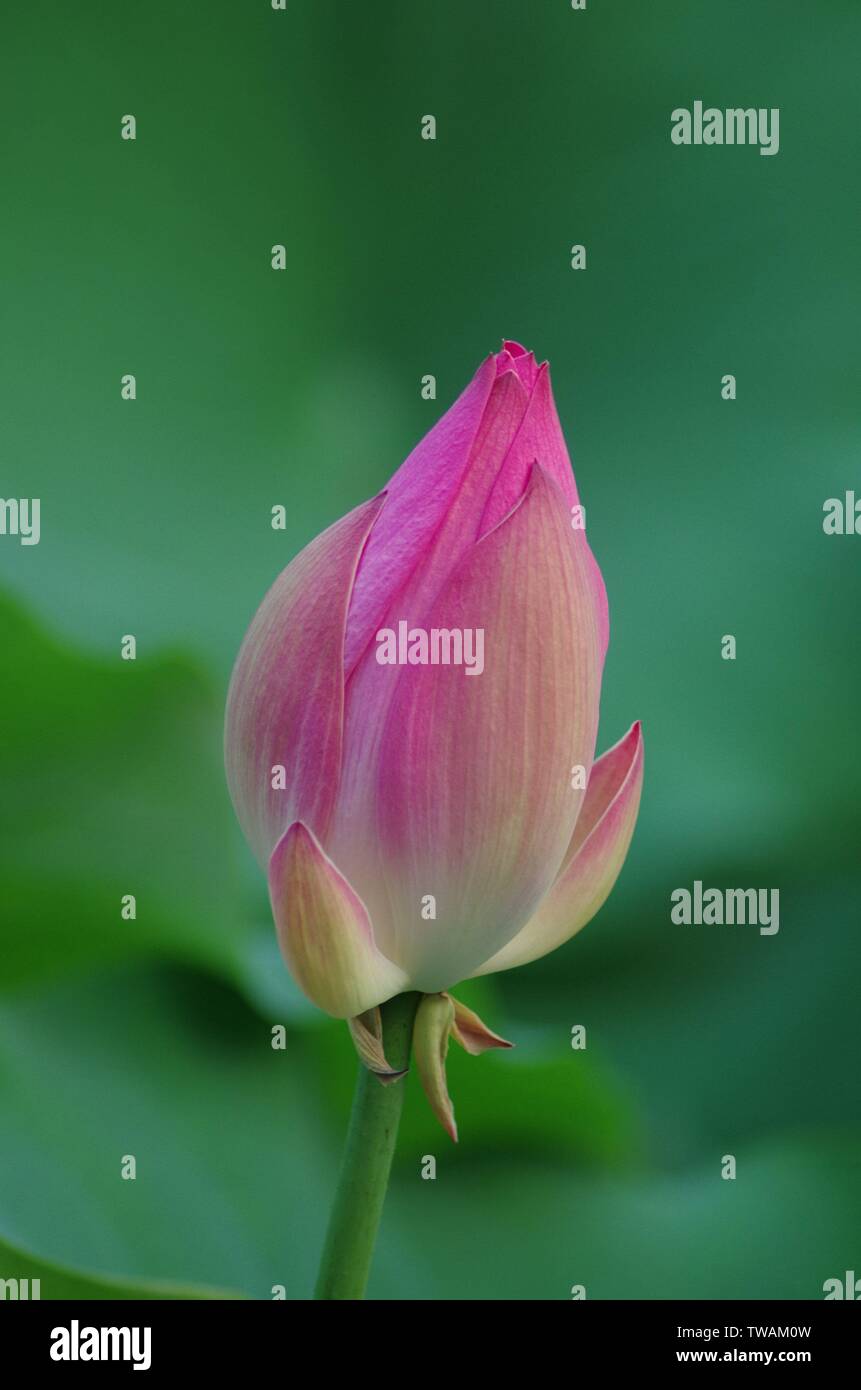 Lotus, Xia Ho, Lotus, Photography Stock Photo - Alamy