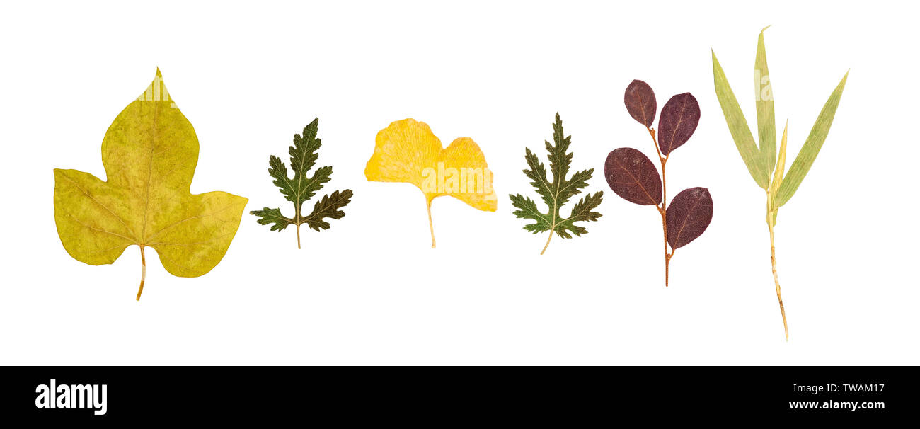 Set of dry pressed leaves of various shapes of different flower and ...
