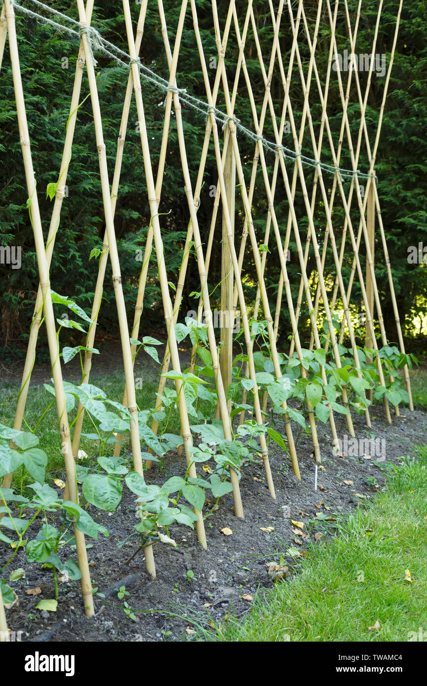 Scarlet runner beans growing hi-res stock photography and images - Alamy