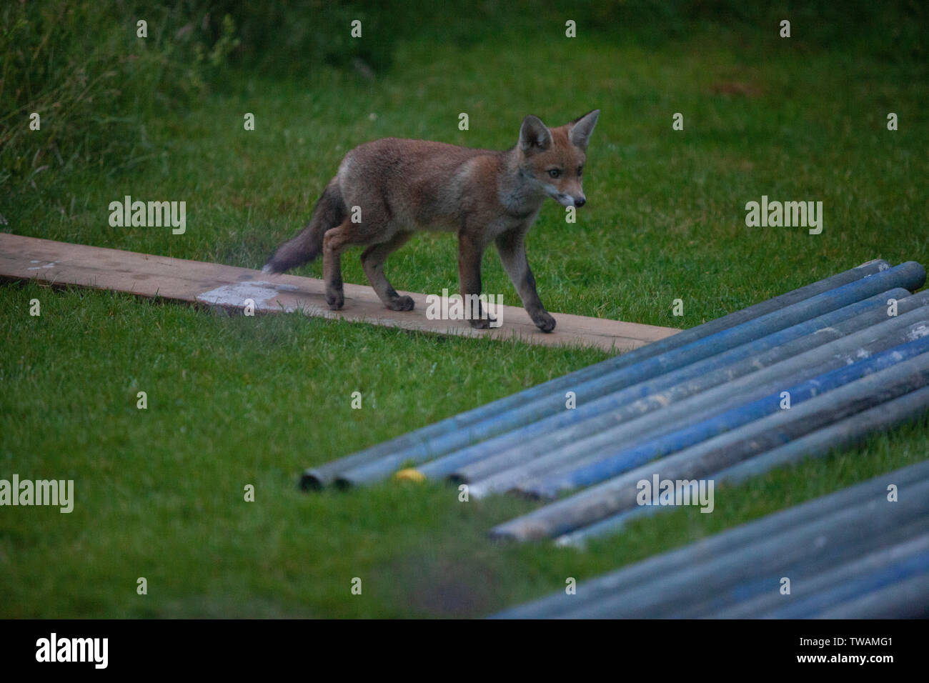 A fox cub explores piles of scaffolding poles left on a lawn in a ...