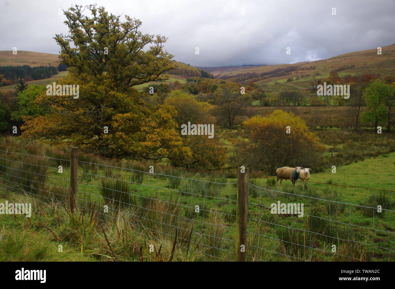 The Loch Lomond and Cowal Way. Cowal peninsula. Highlands. Scotland. UK ...