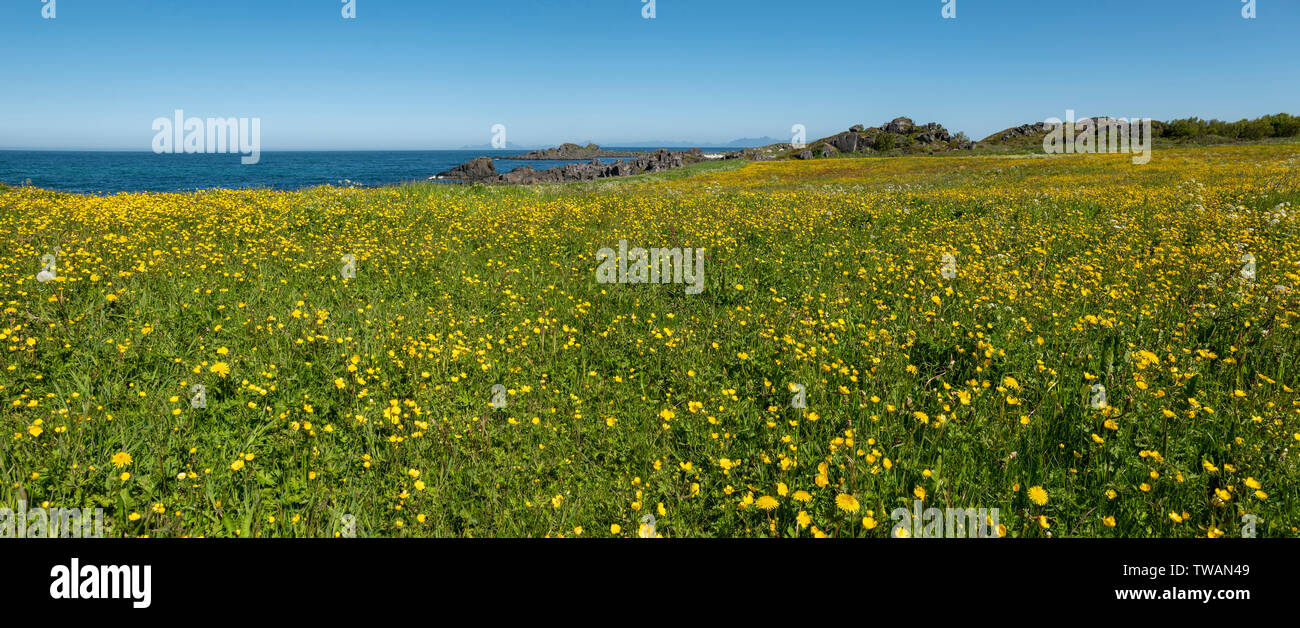 Wild flowers norway hi-res stock photography and images - Alamy