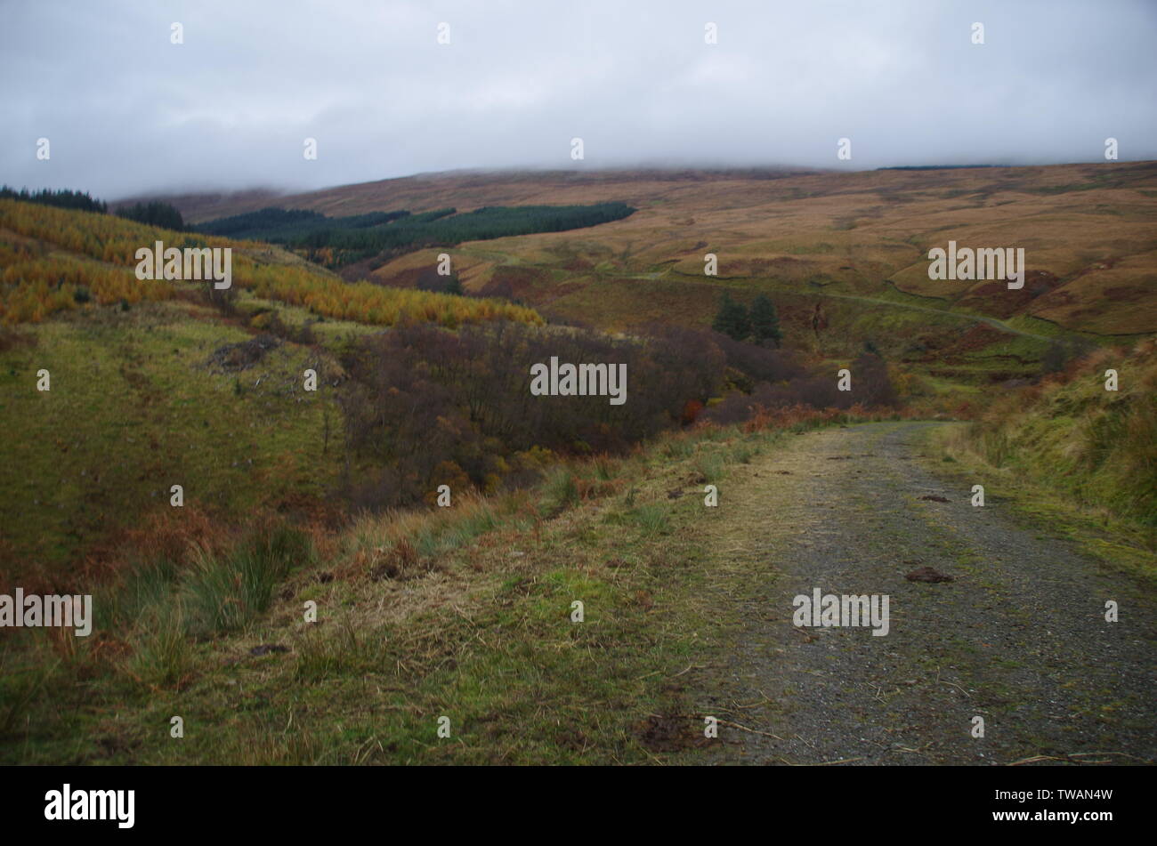 The Loch Lomond and Cowal Way. Cowal peninsula. Highlands. Scotland. UK ...