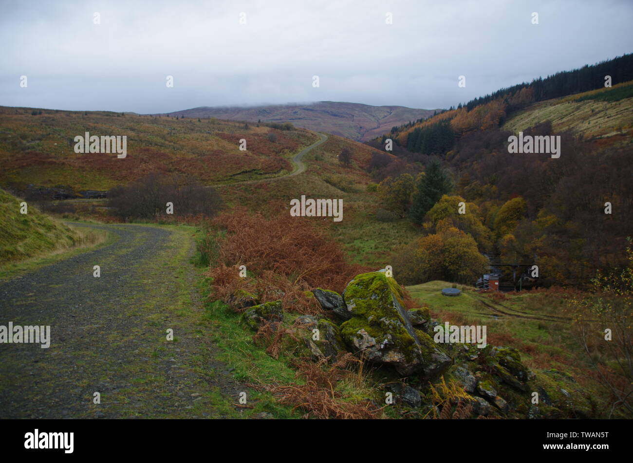 The Loch Lomond and Cowal Way. Cowal peninsula. Highlands. Scotland. UK ...