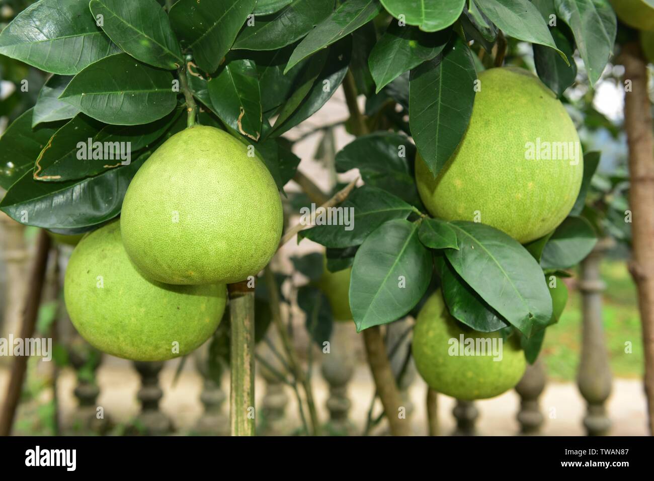 Pomelo material hi-res stock photography and images - Alamy