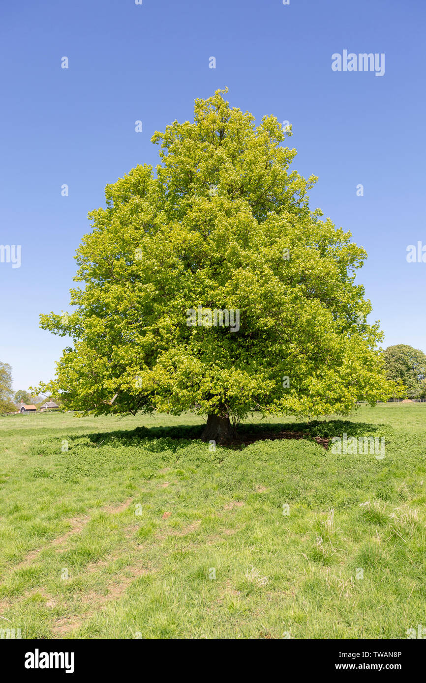 Single tree standing in field, Tilia X europaea Common Lime tree ...