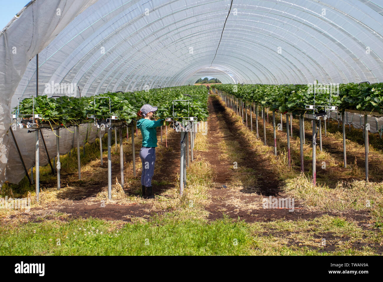 Native women pick berries hi-res stock photography and images - Alamy