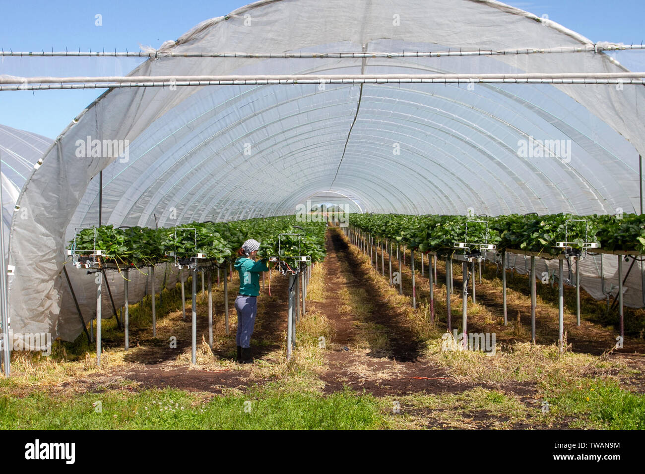 Growing strawberries in polytunnels in hi-res stock photography and ...