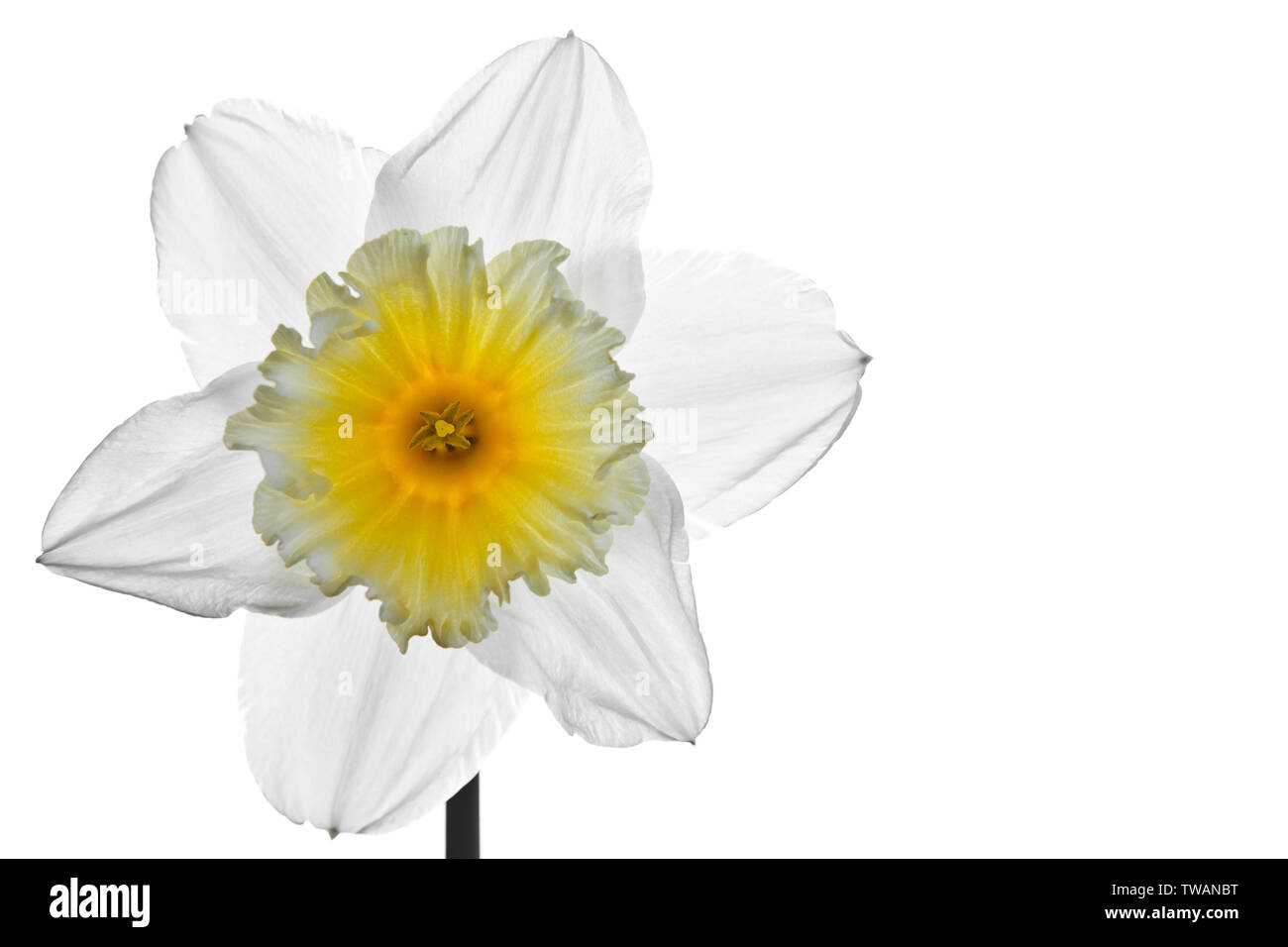 Petal daffodil Cut Out Stock Images & Pictures - Alamy