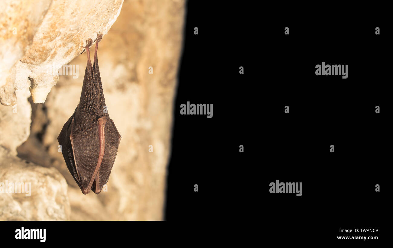 Close up small sleeping horseshoe bat covered by wings, hanging upside ...