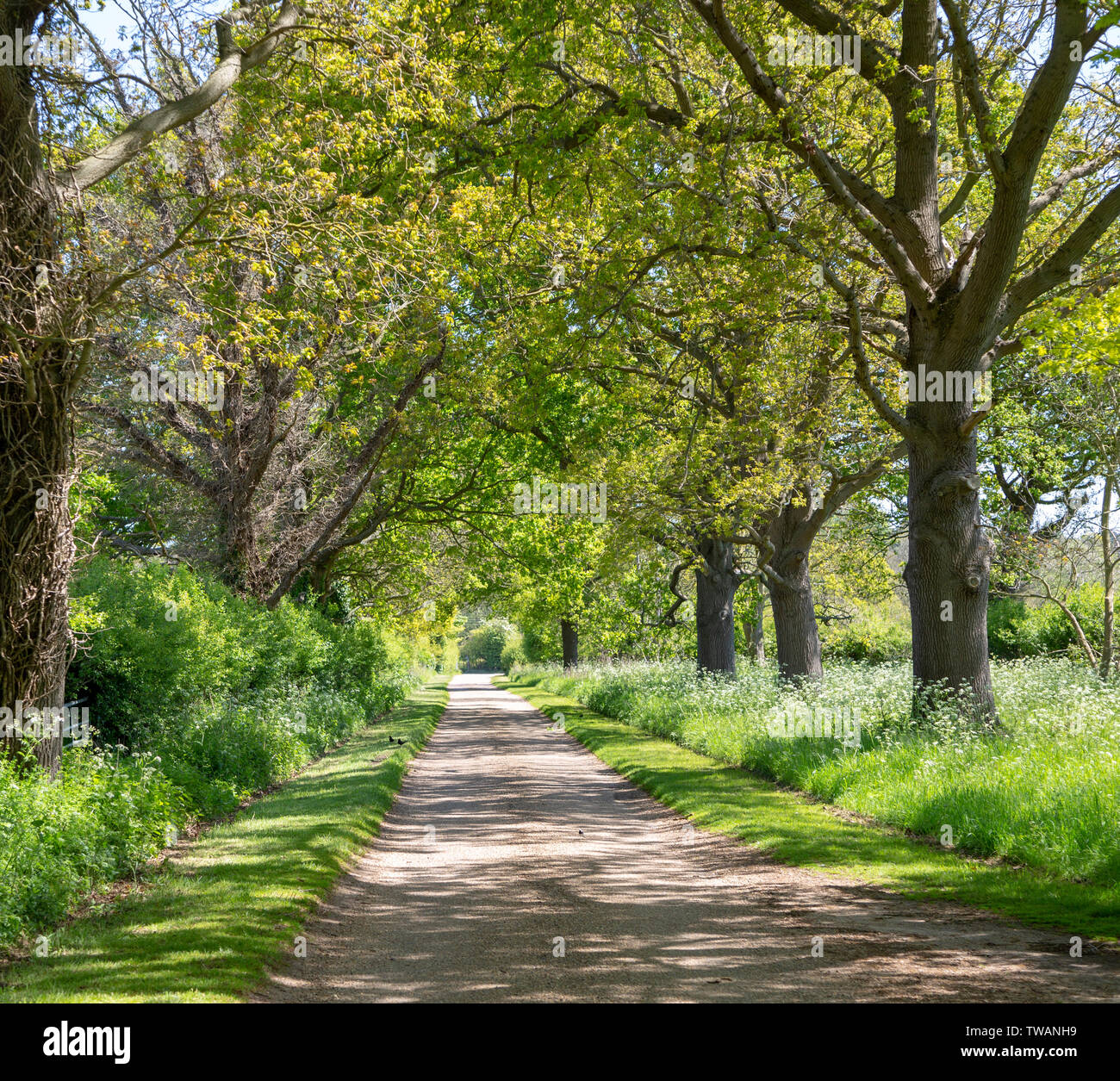 Tree lined avenue road leading to Wood Hall Manor, Sutton, Suffolk ...