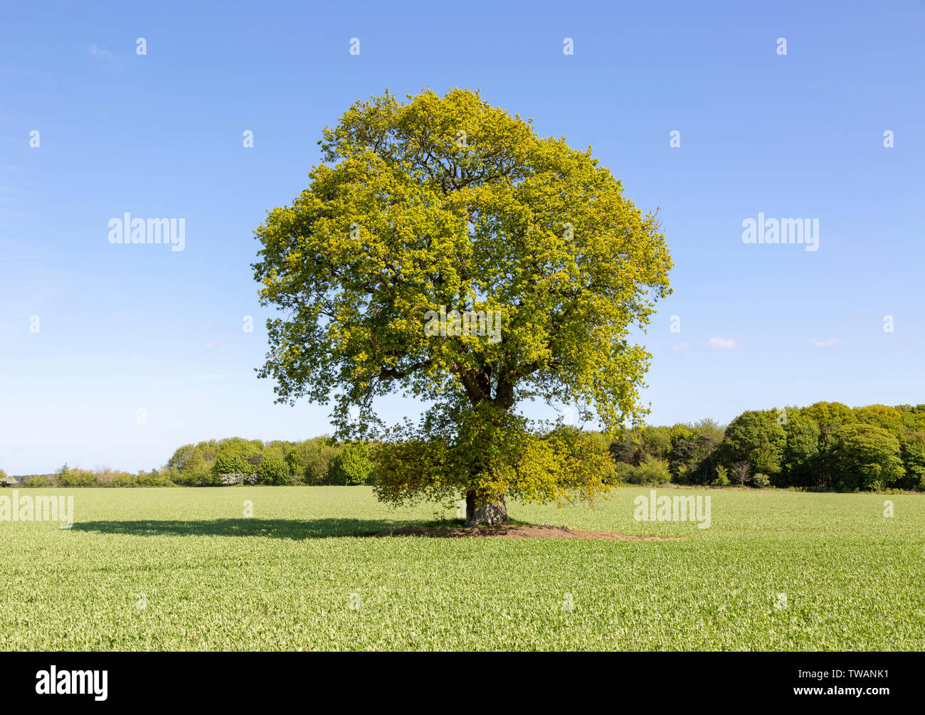 Single oak tree standing in arable field in early summer, Ramsholt ...