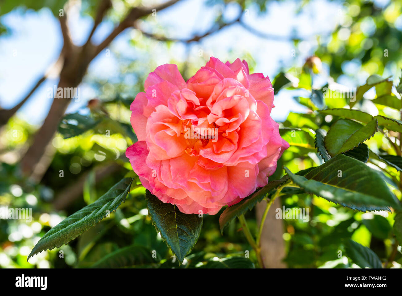 Beautiful, mature, pink rose growing in a home garden Stock Photo - Alamy
