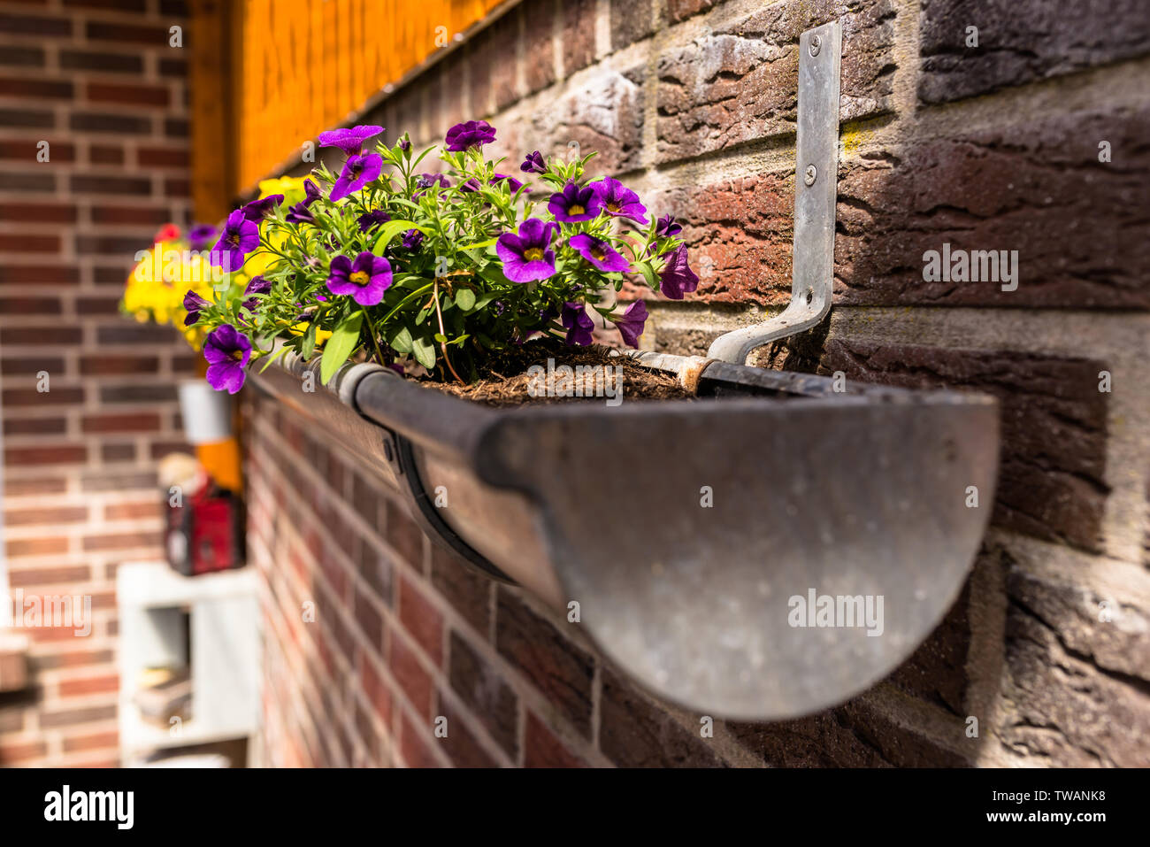 Blossom in the gutter hi-res stock photography and images - Alamy
