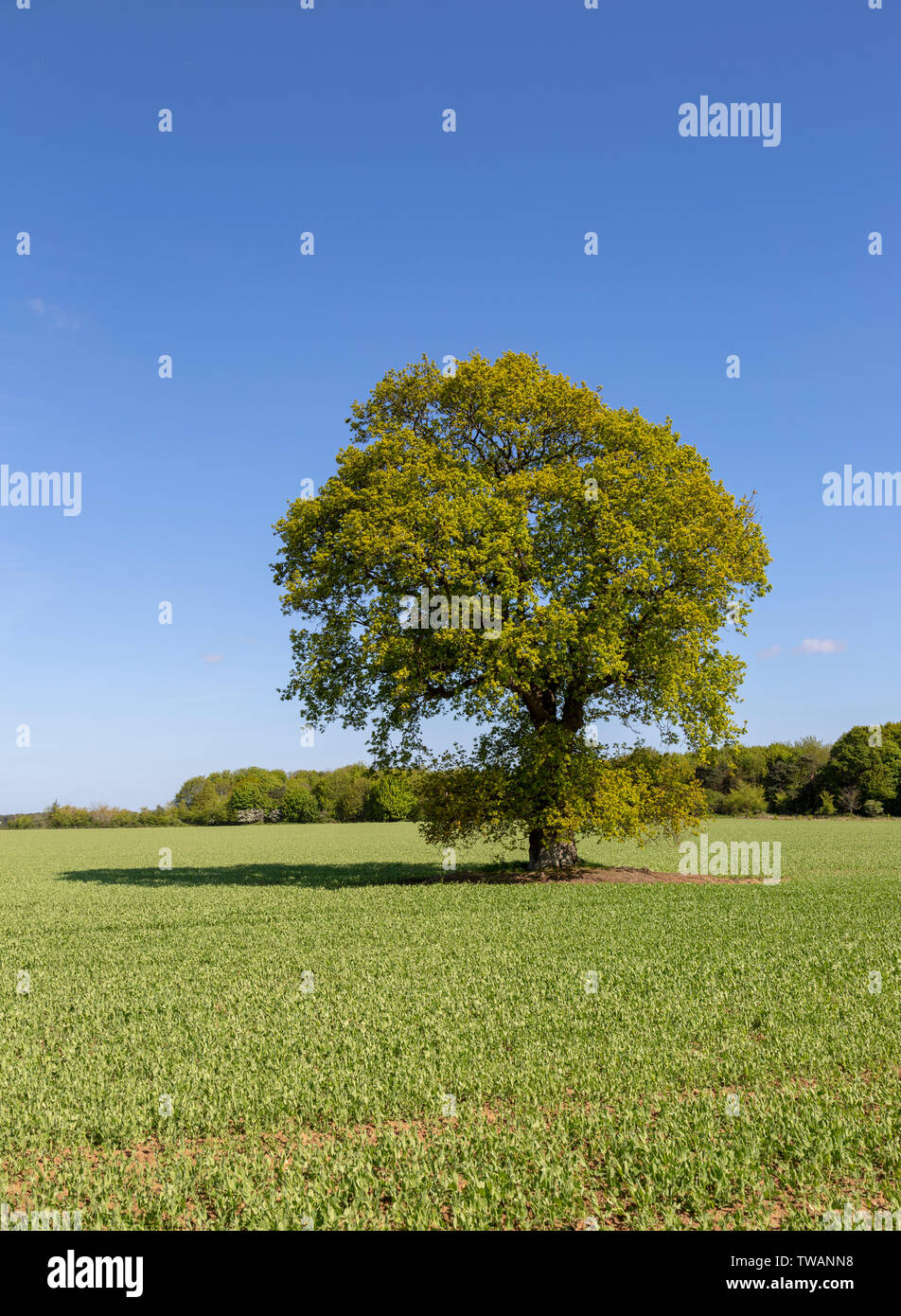 Single oak tree standing in arable field in early summer, Ramsholt ...