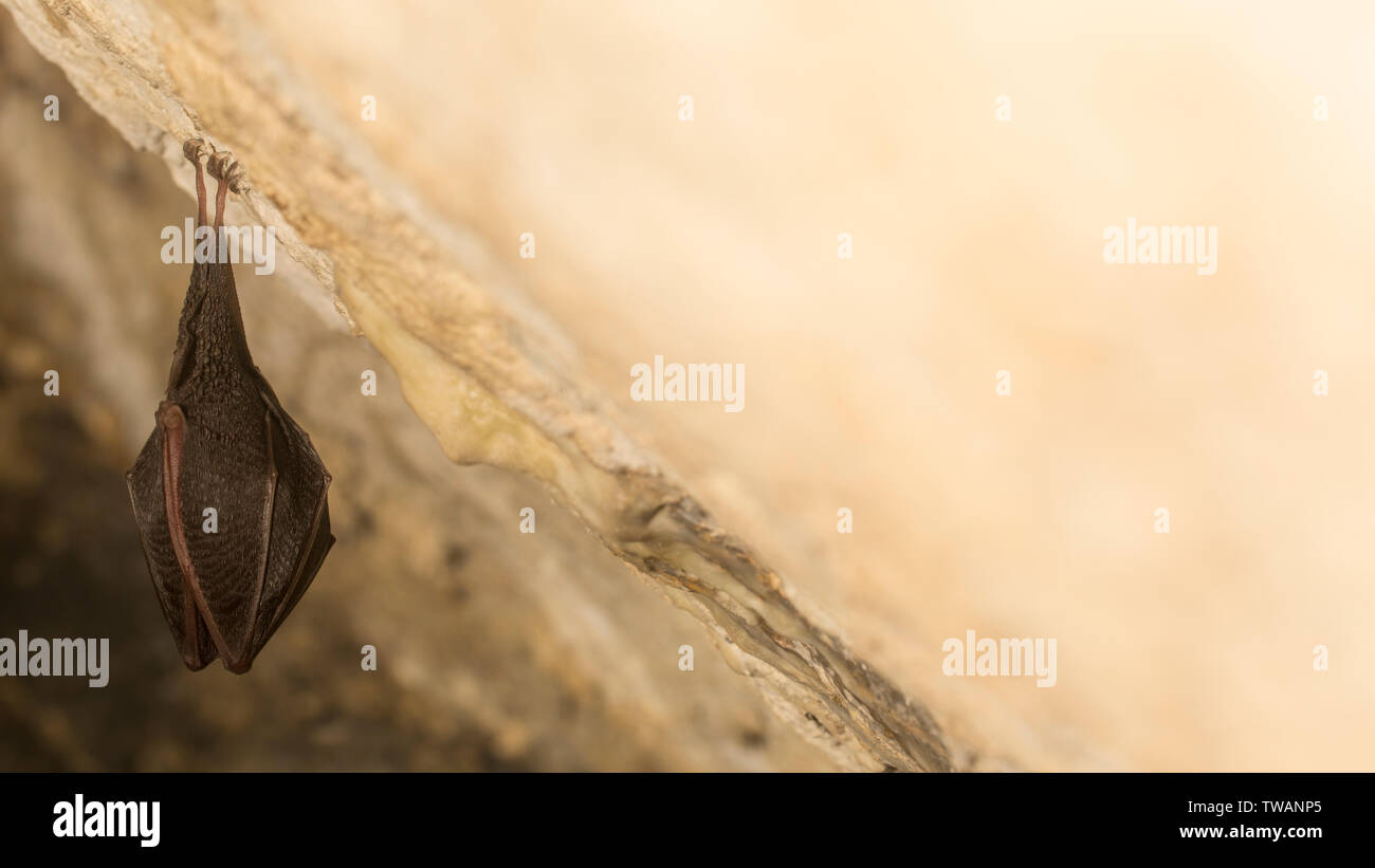 Close up small sleeping horseshoe bat covered by wings, hanging upside ...