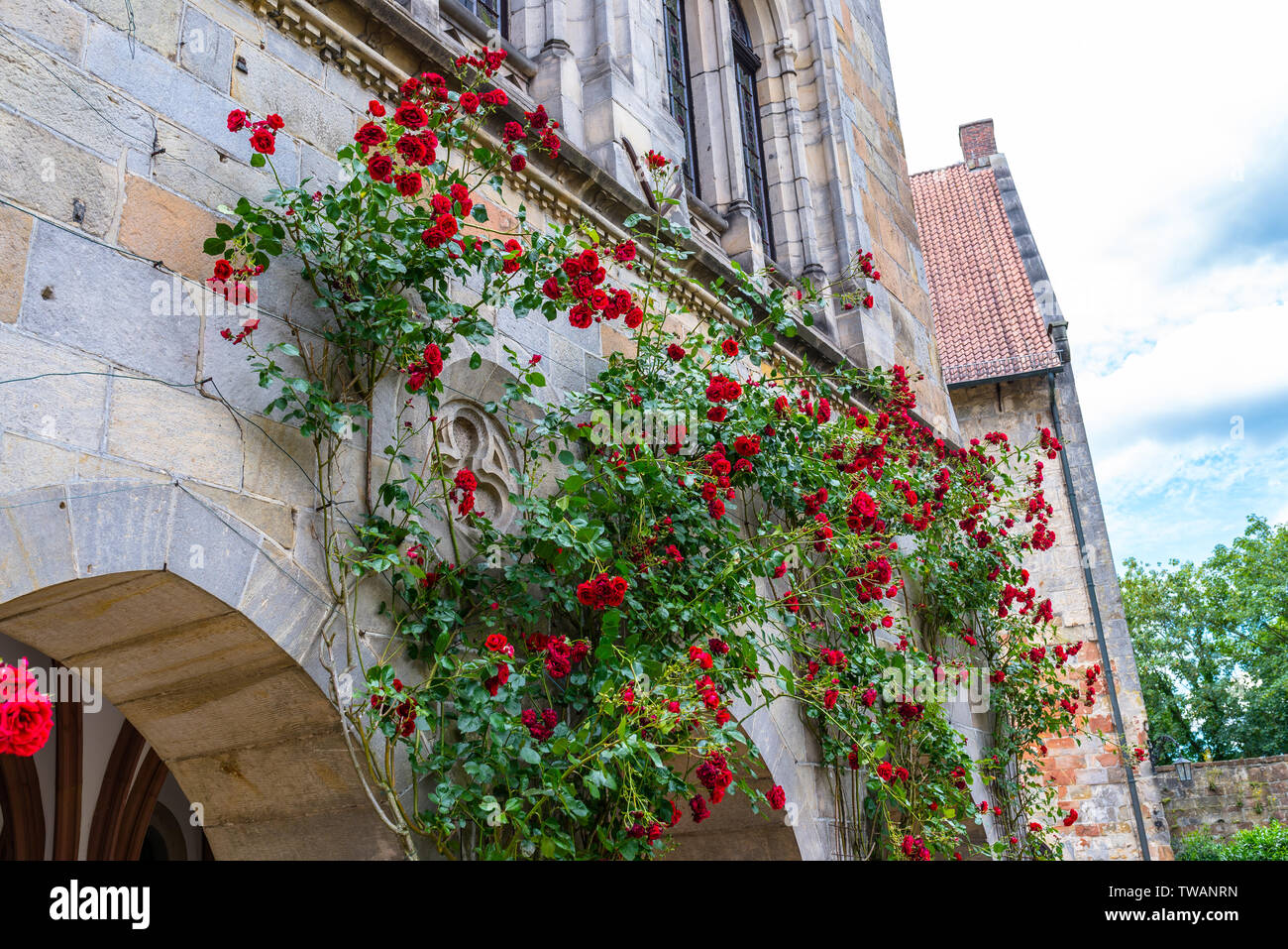 Red Climbing Roses High Resolution Stock Photography and Images - Alamy